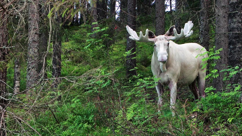 Ferdinand, der weiße Elch aus Värmland - Naturfilm, 60 Minuten